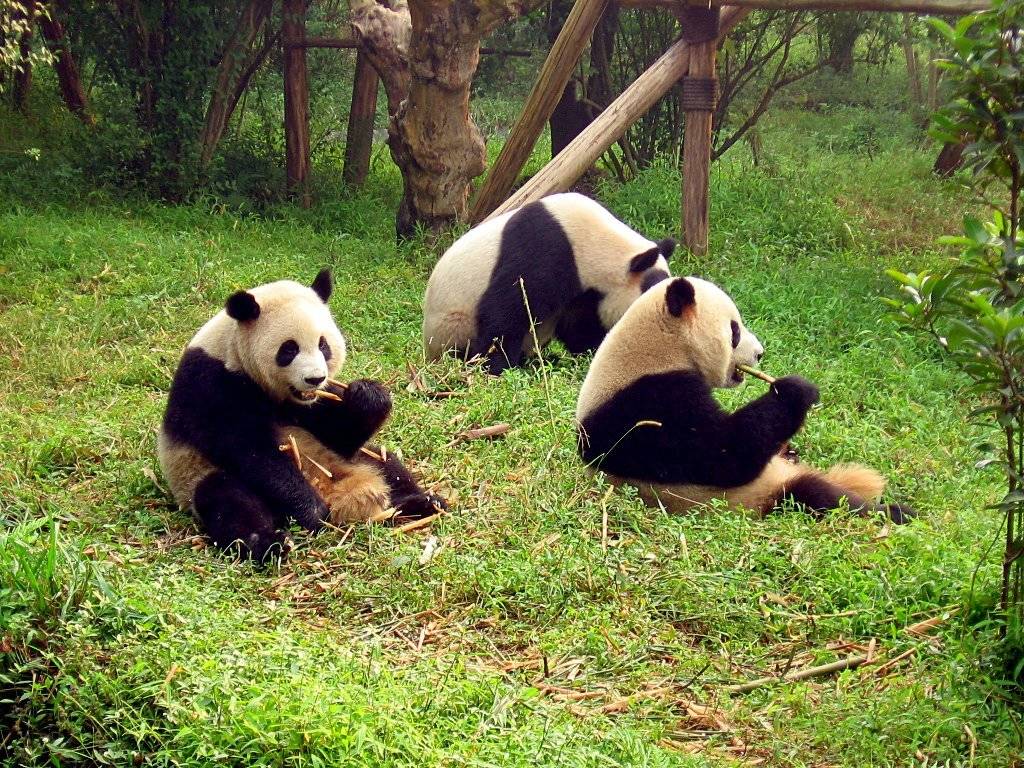 VIDEO: Tumbling pandas dominate the internet | Terrace Standard
