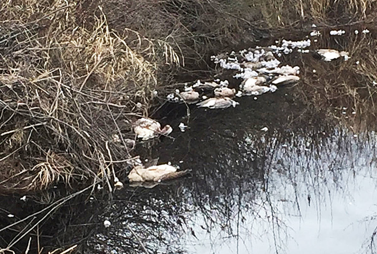 30 dead Canada geese found floating in B.C. ditch | Terrace Standard