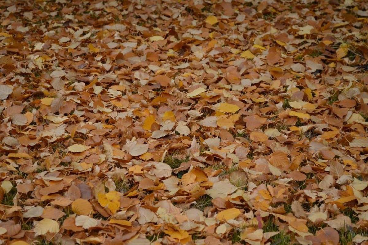 Not looking forward to raking? Here’s why to leave the leaves | Terrace ...