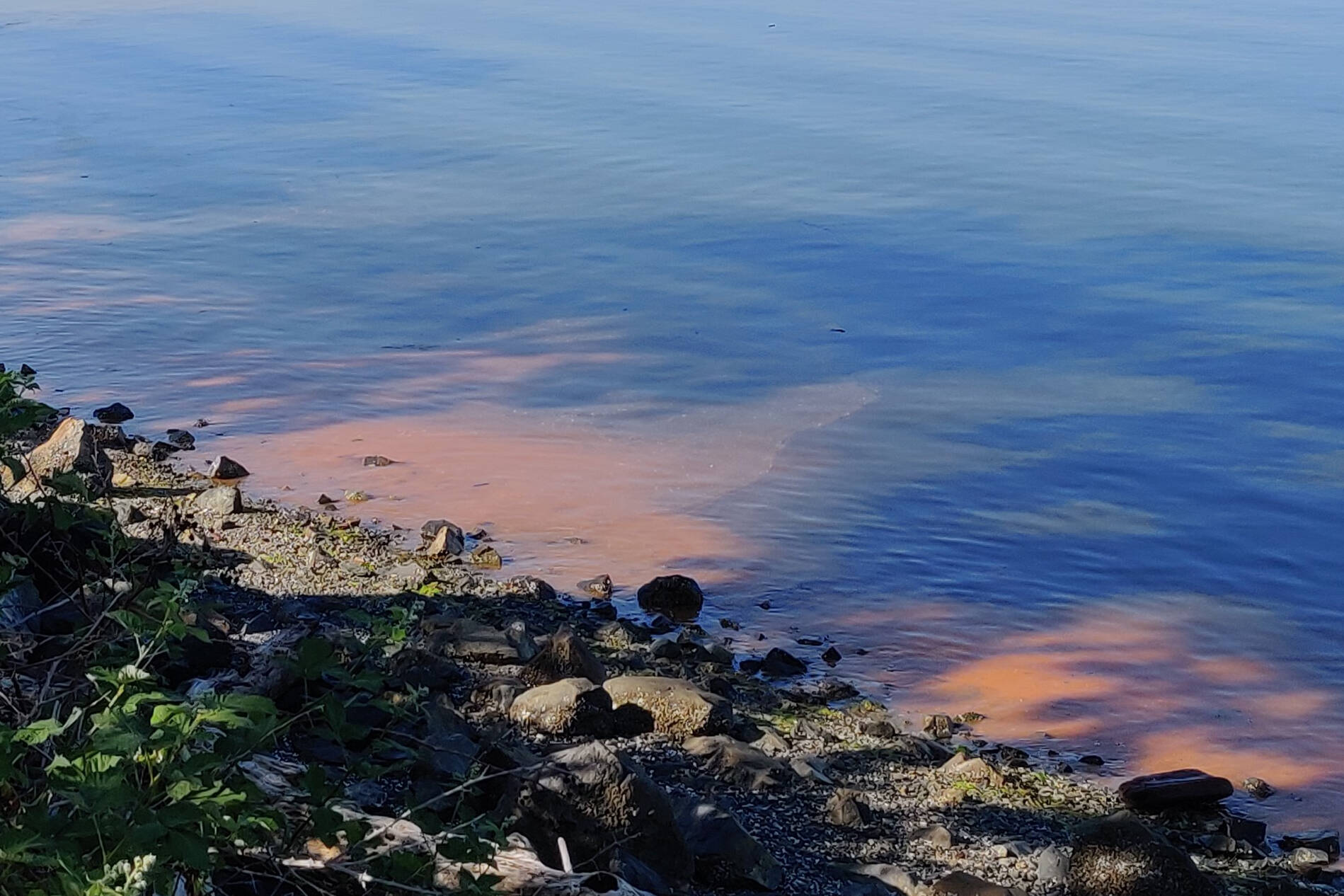Poisonous algae bloom sparks ban on shellfish harvesting near Victoria ...