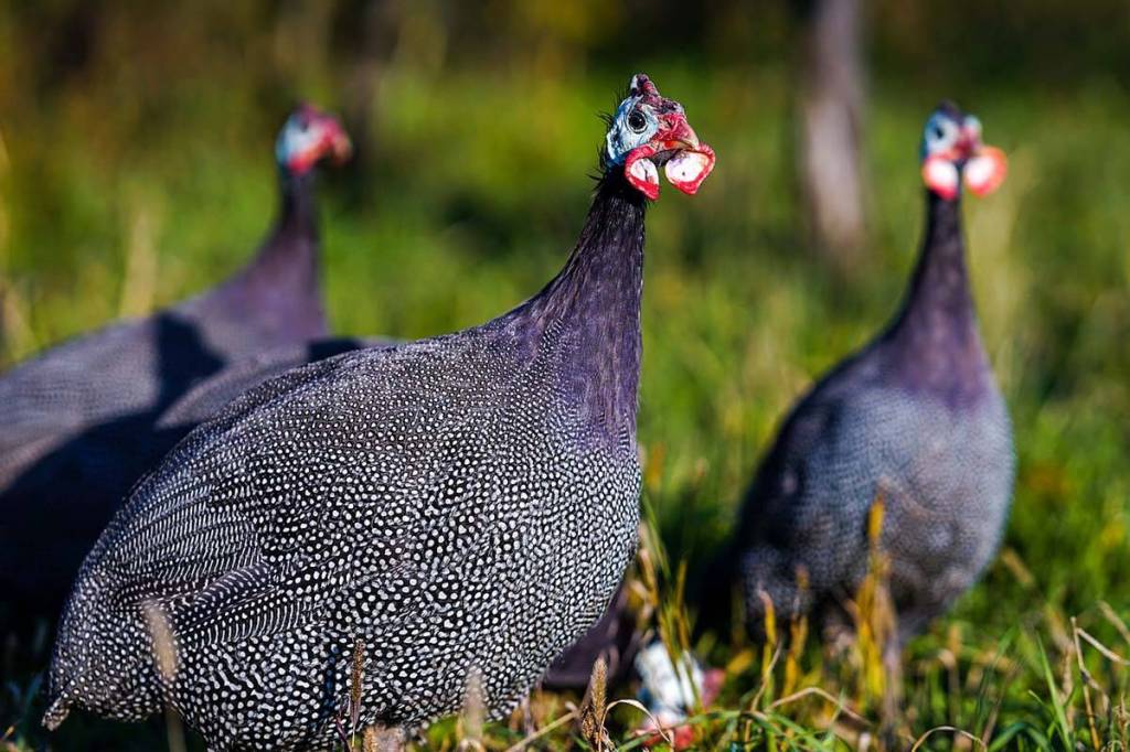 Vancouver woman allowed to keep guinea fowls for ‘pure joy of ...