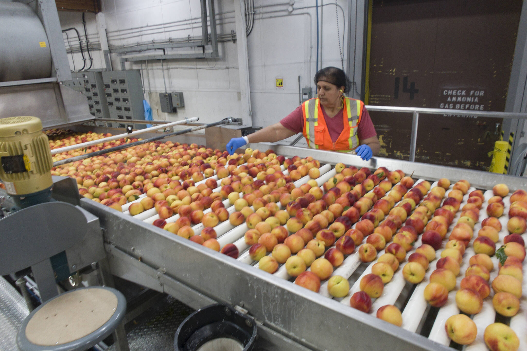 ‘Our members deserve better’: BC Tree Fruits workers owed wages ...