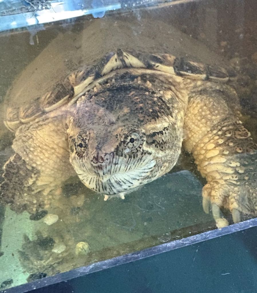 Snapping turtle released in B.C.’s Cariboo finds a new home | Terrace ...